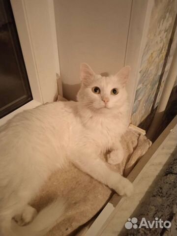 Милаш (турецкая ангора)