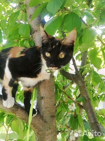 Котята мэйн кун бесплатно помесь