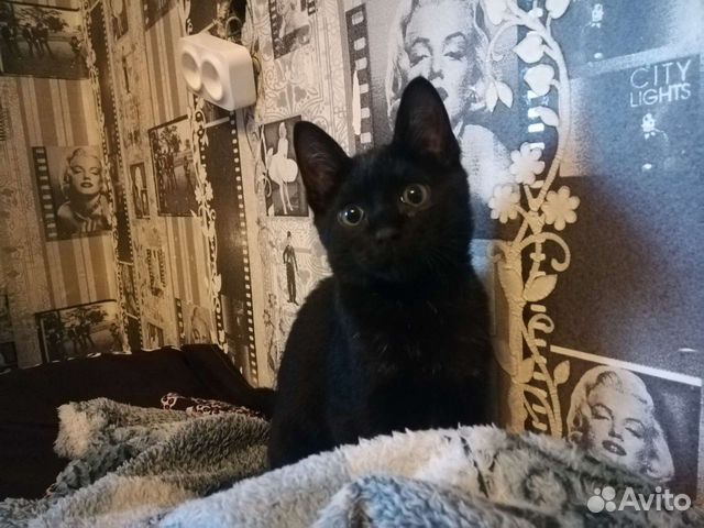 Черный котёнок