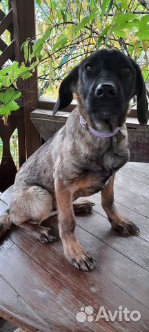 Щенок-подросток в добрые руки