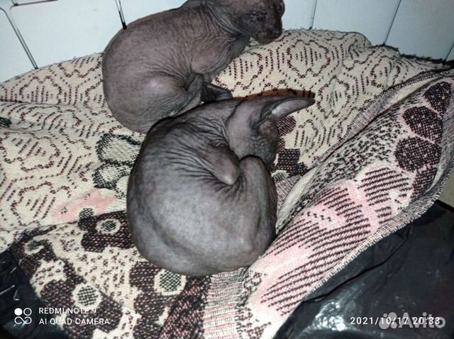 Канадский сфинкс котята