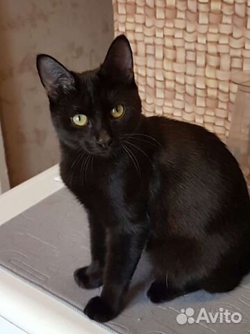 Котик молодой