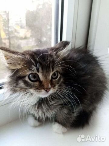 Котенок 1,5 мес Никитка Пушистый пестрый Спасение