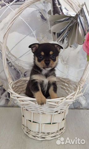 Щенки чихуахуа