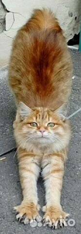 Котики в добрые ручки