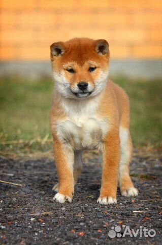 Шиба сиба ину, шикарный мальчик, щенок