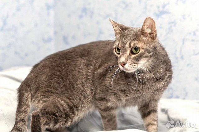 Котик Молодой котик 2 года Джой Спасеныш