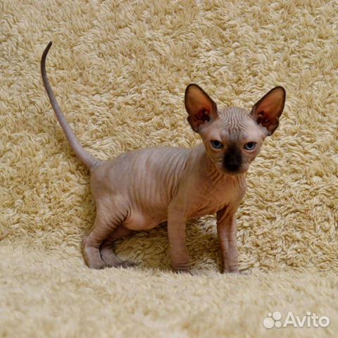 Бамбино лонг