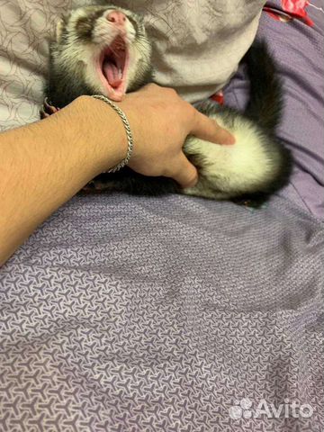 Хорек с клеткой