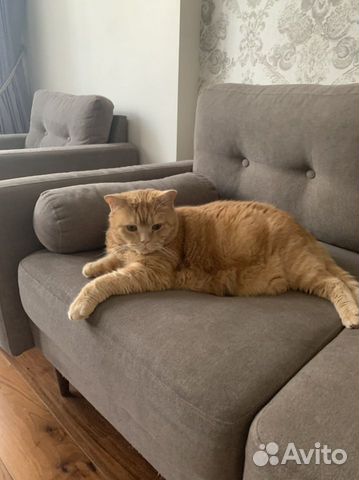 Отдам в добрые руки