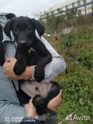 Отдам курцхаар