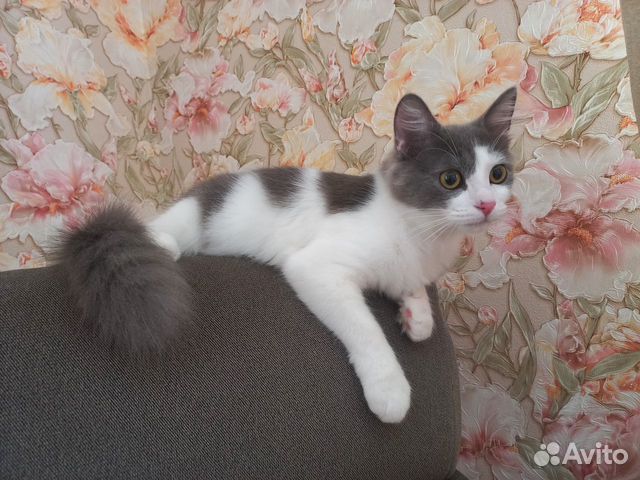 Миниатюрная мурчащая кошечка в дар