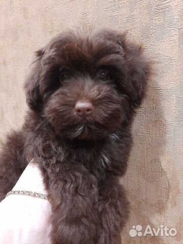 Девочка Йоркипу