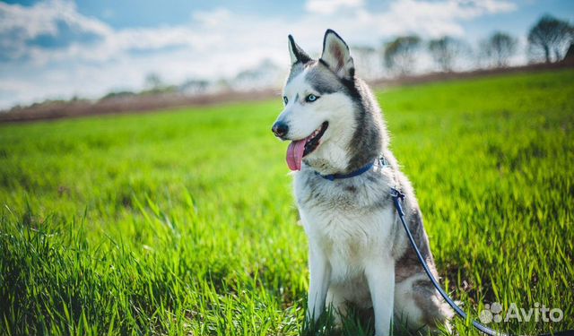 Сибирский хаски в добрые руки