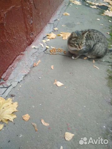 Кошка спит на асфальте