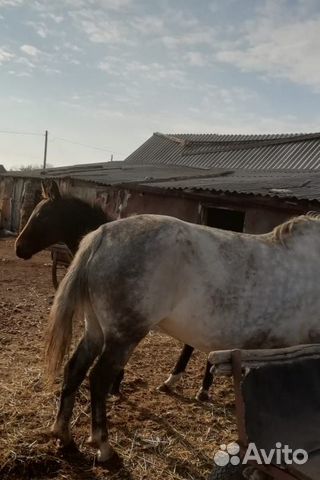 Лошадь