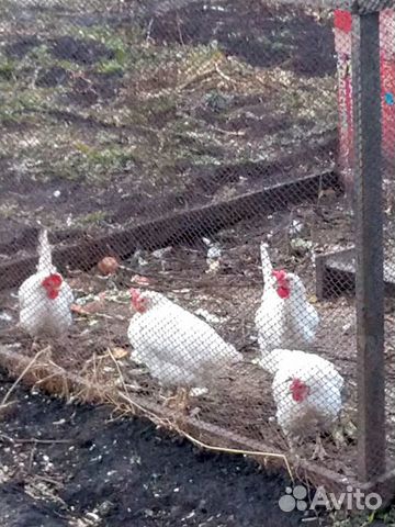 Курицы несушки