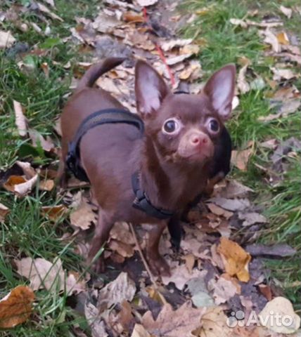 Чихуахуа девочка миниатюрная