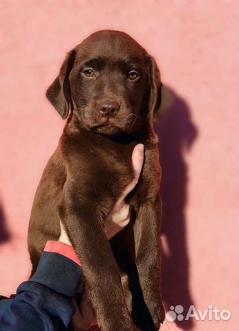 Щенки лабрадора Горький шоколад