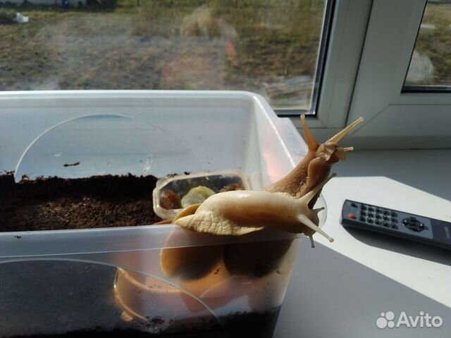 Улитки ахатины 2шт