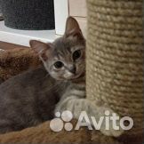 Котенок Мышка ищет свою семью