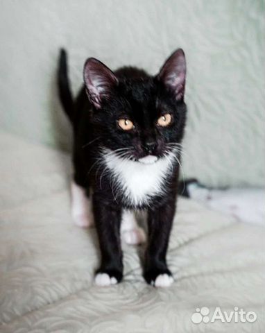 Очаровашка в добрые руки