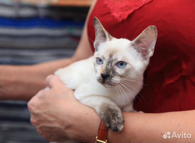 Котёнок меконгский Бобтейл