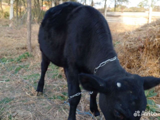 Тёлка, молочного направления