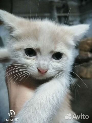 Котятки полубританцы