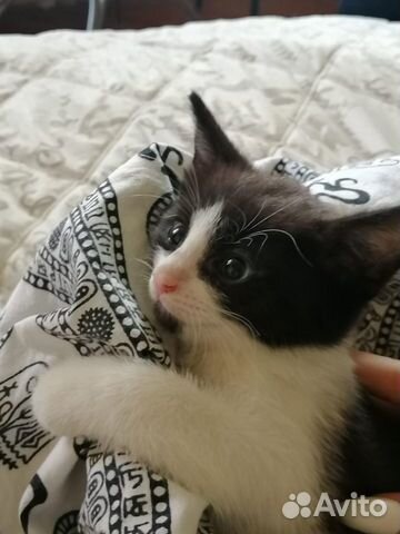 Котенок Мерлин