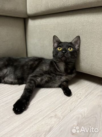 Котенок Бруно