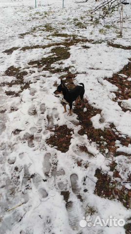 Продам той терьера