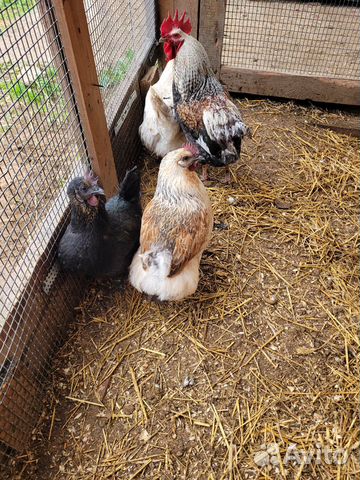 Куры породы Ухейилюй и Лакеданзи
