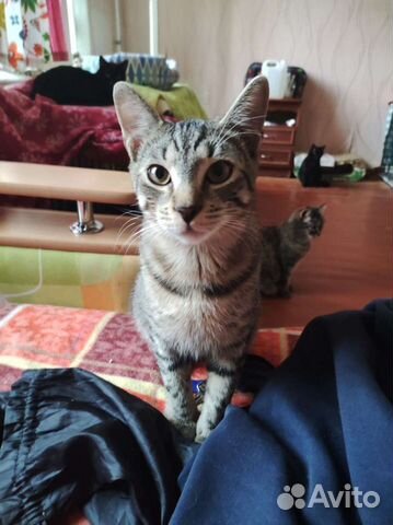 Почти ориентал Ник в добрые руки