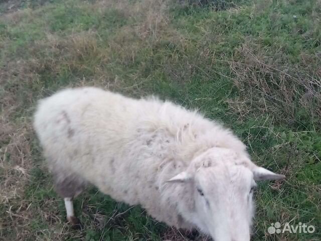 Продаю барана и овцу