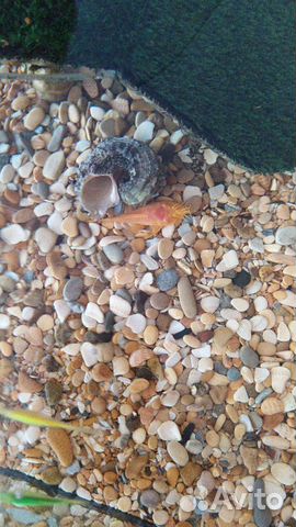 Сомики-анцистры