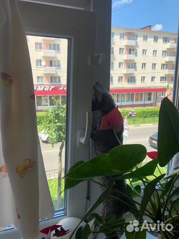 Корниш-рекс вязка