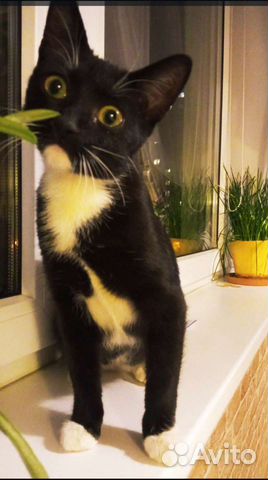 Чудо расчудесное кошечка Мура-Амура