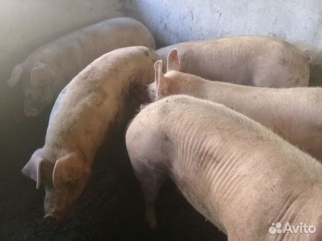 Поросенок ландрас