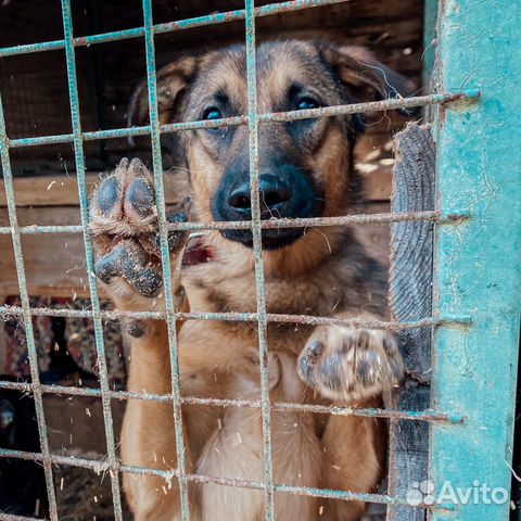 Собакам в приюте нужны волонтеры и помощь