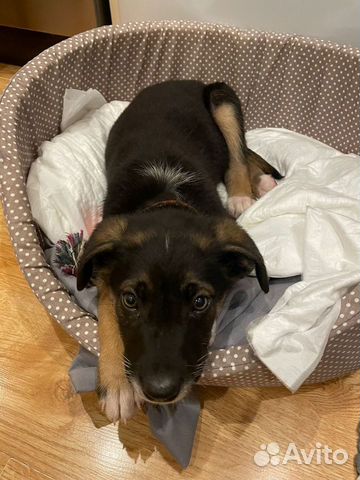 Крутой щенок