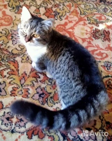 Котенок в дар