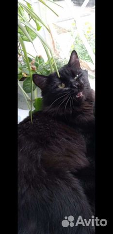Кот
