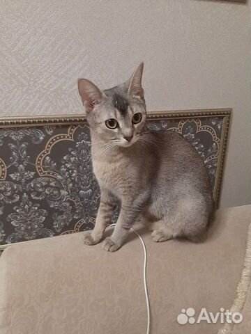 Пародистая кошка