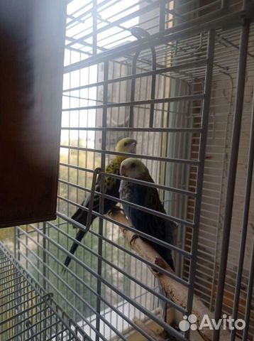 Попугай розелла клеткой