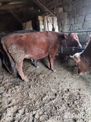 Бычки и быки телки