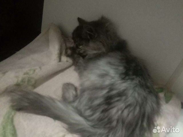 Котёнок, прошу приютить