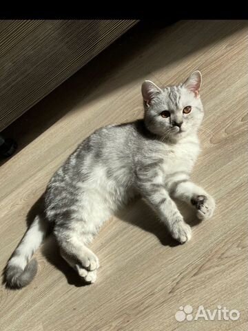 Шотландские котята