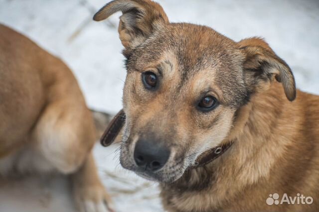 Щенок (помесь)