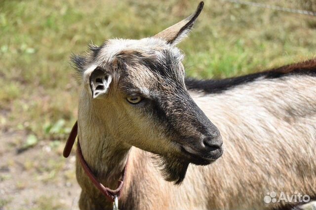 Продам коз